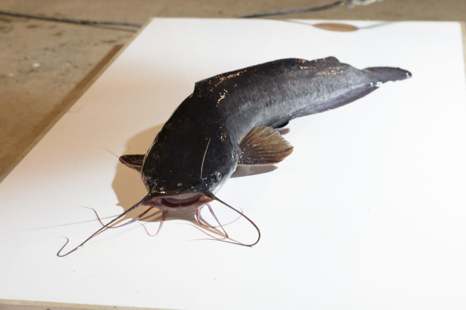 Afrikanischer Wels - Obermair